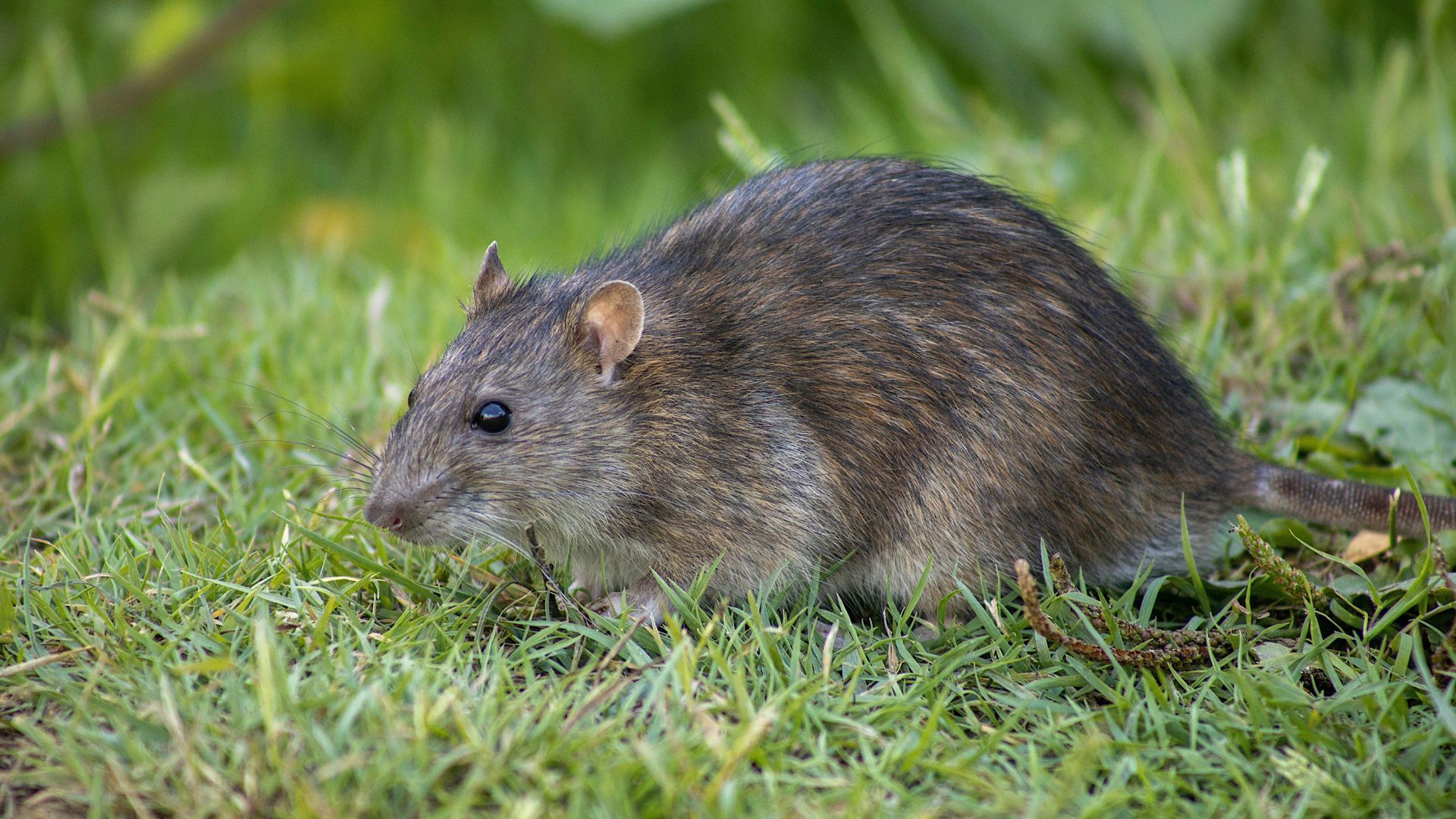 ¿Qué son los raticidas y cómo se clasifican? - Exceptioncorp S.A ...